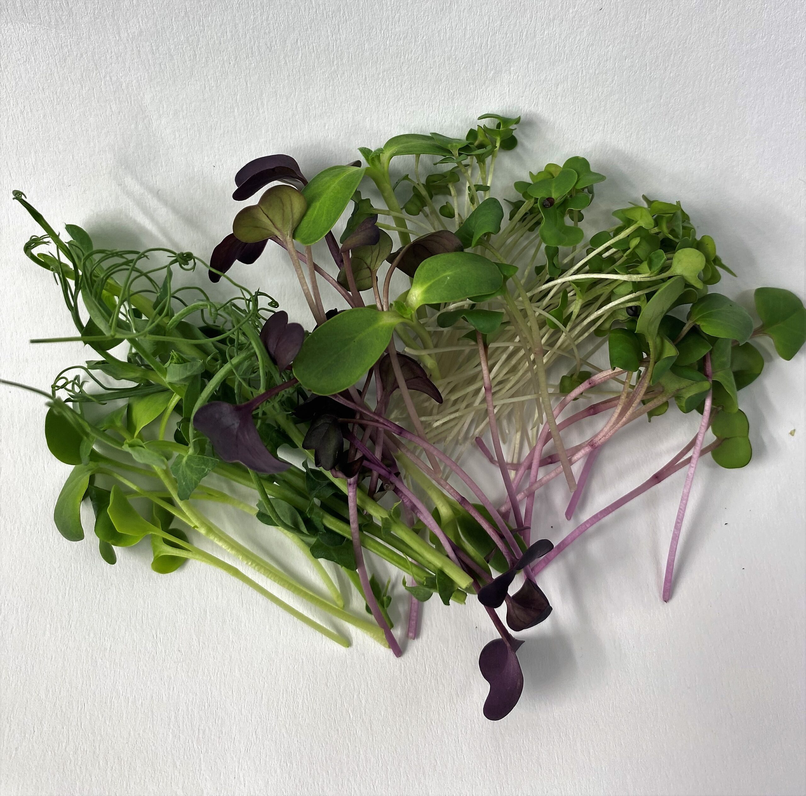 Overige informatie - Daphne's Moestuin