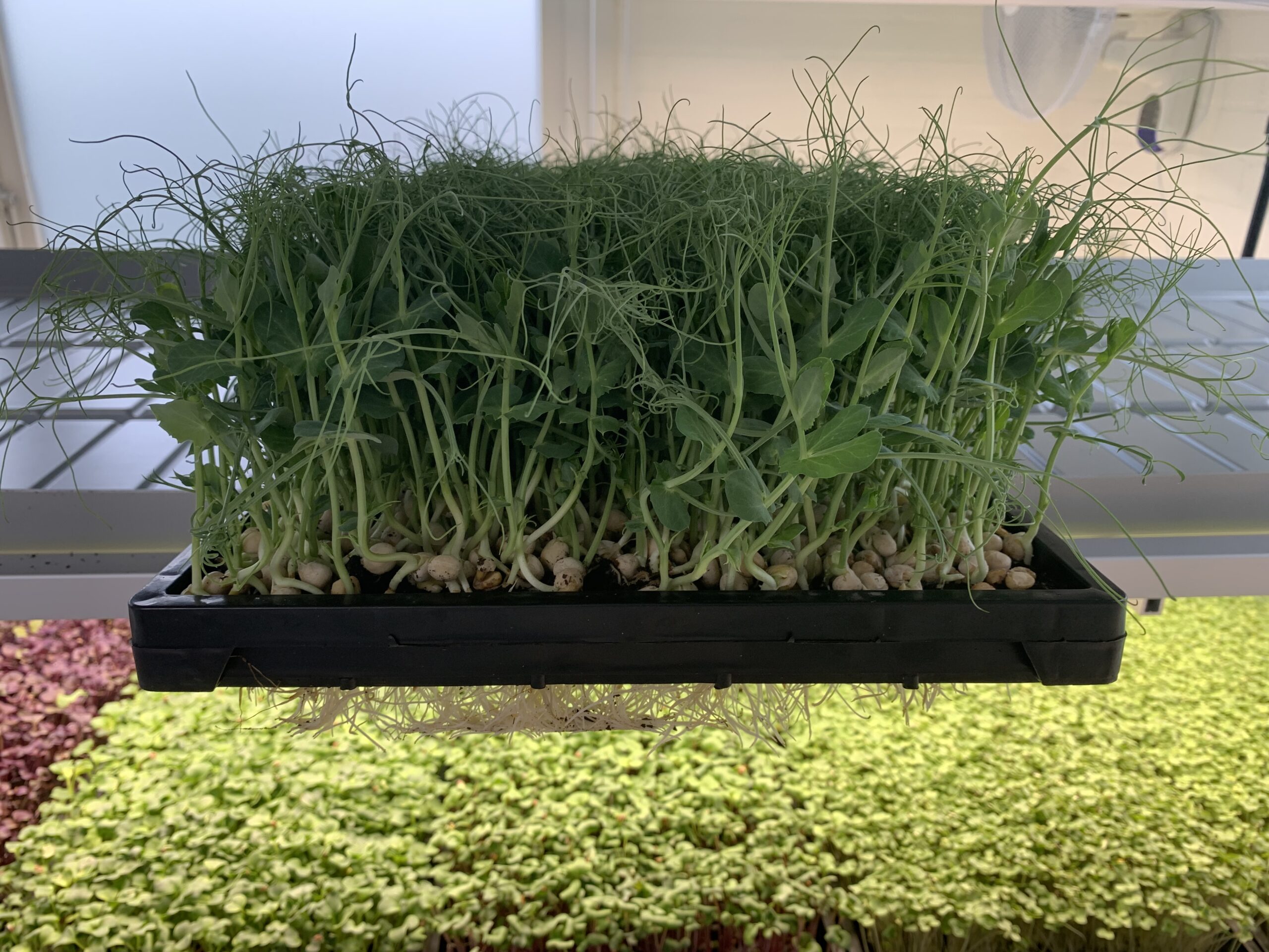 Kweekprincipe - Daphne's Moestuin